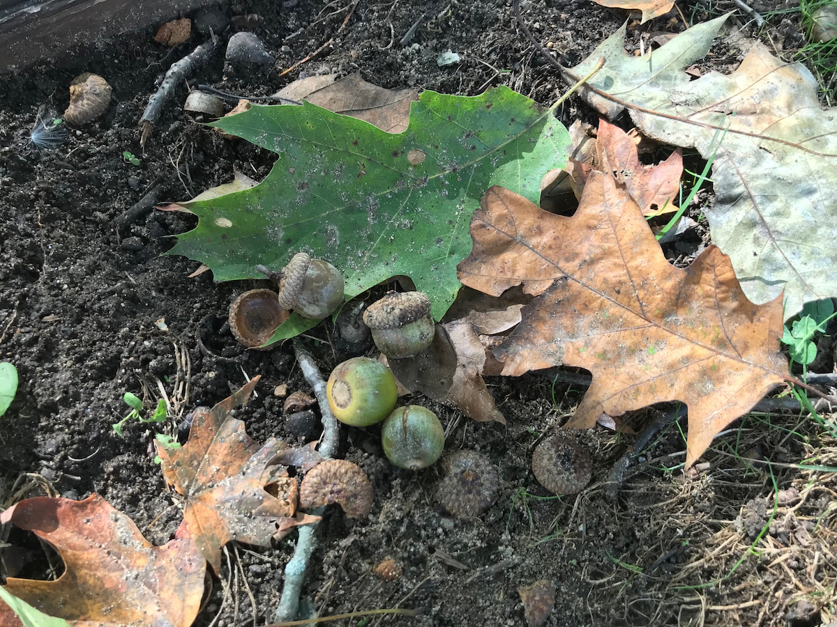University, local community invited to collect red oak acorns on ...