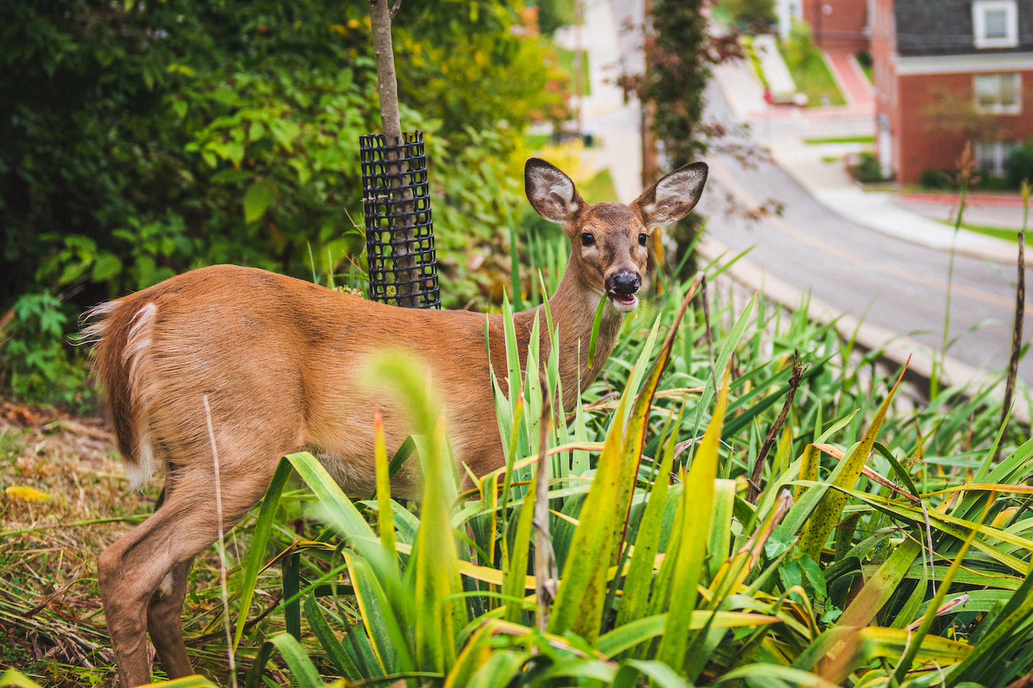 Interacting with deer on campus